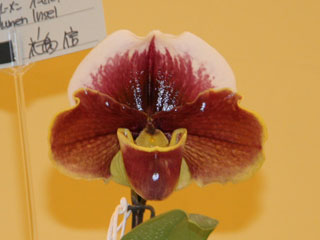 神戸らん展2005 パフィオ 交配種 International Orchid Fair Kobe 2005 Paph Hybrids