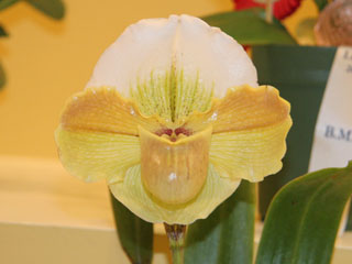 神戸らん展2005 パフィオ 交配種 International Orchid Fair Kobe 2005 Paph Hybrids