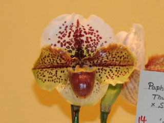 神戸らん展2005 パフィオ 交配種 International Orchid Fair Kobe 2005 Paph Hybrids