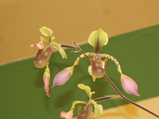 神戸らん展2005 パフィオ原種 International Orchid Fair Kobe 2005 Paph. Species