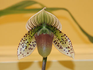 神戸らん展2005 パフィオ 交配種 International Orchid Fair Kobe 2005 Paph Hybrids