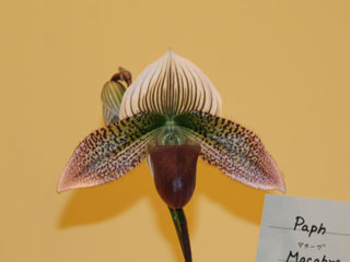 神戸らん展2005 パフィオ 交配種 International Orchid Fair Kobe 2005 Paph Hybrids