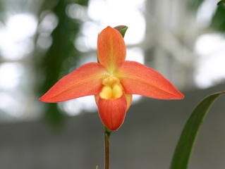 ワールドオーキッド 2004 イン ろまんちっく村 フラグミペディウム World Orchid 2004 in Romantic ...