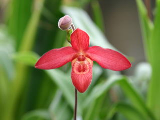 ワールドオーキッド 2004 イン ろまんちっく村 フラグミペディウム World Orchid 2004 in Romantic ...