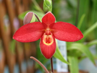 ワールドオーキッド 2004 イン ろまんちっく村 フラグミペディウム World Orchid 2004 in Romantic ...