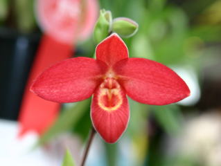 ワールドオーキッド 2004 イン ろまんちっく村 フラグミペディウム World Orchid 2004 in Romantic ...