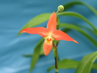 ワールドオーキッド 2004 イン ろまんちっく村 フラグミペディウム World Orchid 2004 in Romantic ...