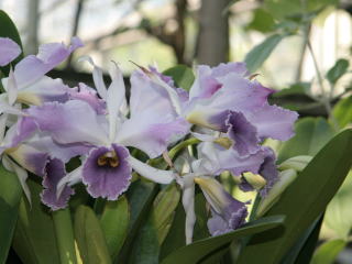 第22回 新宿御苑洋らん展 カトレヤ交配種 22th Shinjyuku Gyoen National Garden Orchid ...