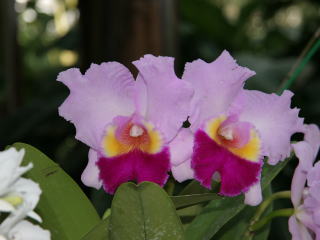 第22回 新宿御苑洋らん展 カトレヤ交配種 22th Shinjyuku Gyoen National Garden Orchid ...