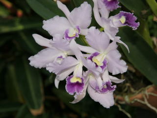 第22回 新宿御苑洋らん展 カトレヤ交配種 22th Shinjyuku Gyoen National Garden Orchid ...