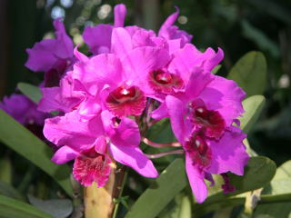 第22回 新宿御苑洋らん展 カトレヤ交配種 22th Shinjyuku Gyoen National Garden Orchid ...