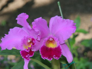 第22回 新宿御苑洋らん展 カトレヤ交配種 22th Shinjyuku Gyoen National Garden Orchid ...