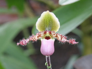 第23回 新宿御苑洋らん展 パフィオペディルム 23th Shinjyuku Gyoen National Garden Orchid ...