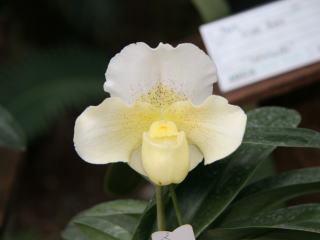 第23回 新宿御苑洋らん展 パフィオペディルム 23th Shinjyuku Gyoen National Garden Orchid ...