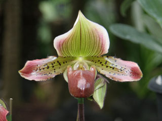 第23回 新宿御苑洋らん展 パフィオペディルム 23th Shinjyuku Gyoen National Garden Orchid ...