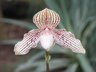 第23回 新宿御苑洋らん展 パフィオペディルム 23th Shinjyuku Gyoen National Garden Orchid ...