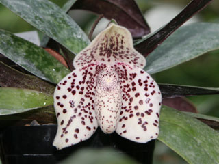 第23回 新宿御苑洋らん展 パフィオペディルム 23th Shinjyuku Gyoen National Garden Orchid ...