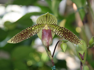 第23回 新宿御苑洋らん展 パフィオペディルム 23th Shinjyuku Gyoen National Garden Orchid ...