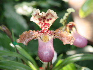 第23回 新宿御苑洋らん展 パフィオペディルム 23th Shinjyuku Gyoen National Garden Orchid ...