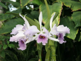 第23回 新宿御苑洋らん展 カトレヤ交配種 23th Shinjyuku Gyoen National Garden Orchid ...