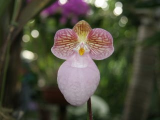 第23回 新宿御苑洋らん展 パフィオペディルム 23th Shinjyuku Gyoen National Garden Orchid ...