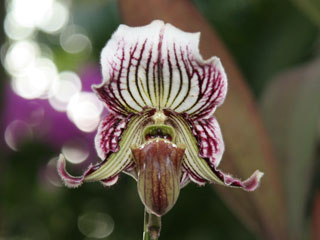 第23回 新宿御苑洋らん展 パフィオペディルム 23th Shinjyuku Gyoen National Garden Orchid ...