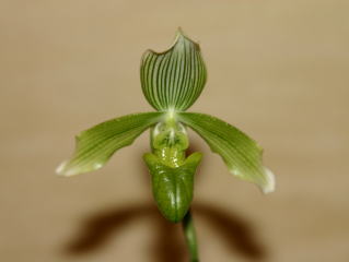 第3回東京パフィオ同好会 原種 Tokyo Paphiopedilum Association 3rd Meeting ...