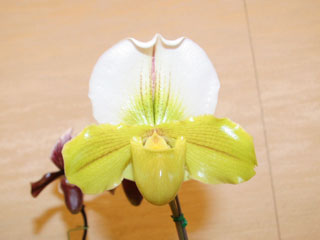 第5回東京パフィオ同好会 品種保存部門 Tokyo Paphiopedilum Association 5th Meeting