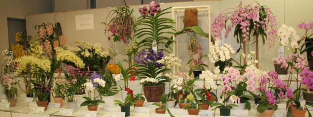東急本店第59回洋らん展 デンドロビューム 59th JOGA Orchid Show in Tokyu Department Store ...