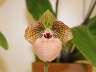 第62回 新花発表 洋らん展 パフィオペディルム一代交配種 62th JOGA Orchid Show Pahiopedilum ...