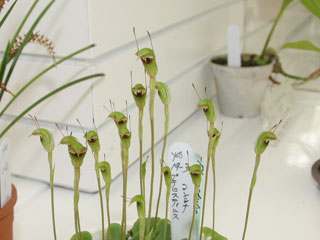 横浜蘭友会さん主催 第32回 横浜洋らん展 レッドリボン受賞株 32th YOS Orchid Show Red Ribbon