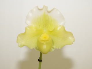 横須賀洋蘭クラブさん さいか屋横須賀 第38回新春洋蘭展 展示株 38th Yokosuka Saikaya Orchid Show